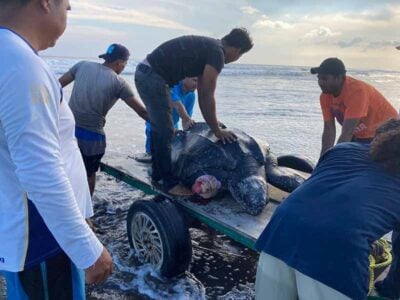 Rescatan tortuga gigante en Tonalá - Diario de Chiapas