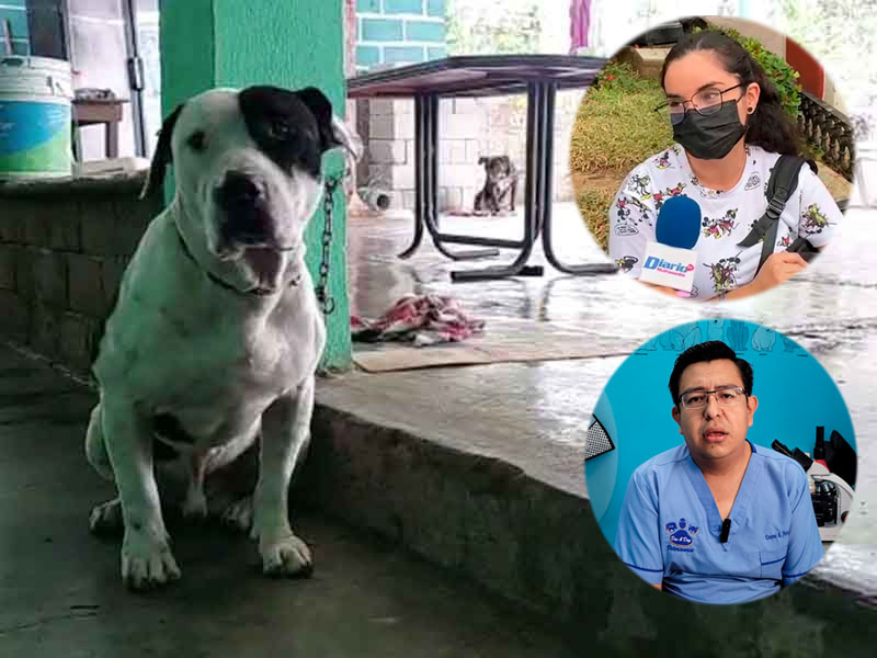 Max, el pitbull que genera controversia - Diario de Chiapas