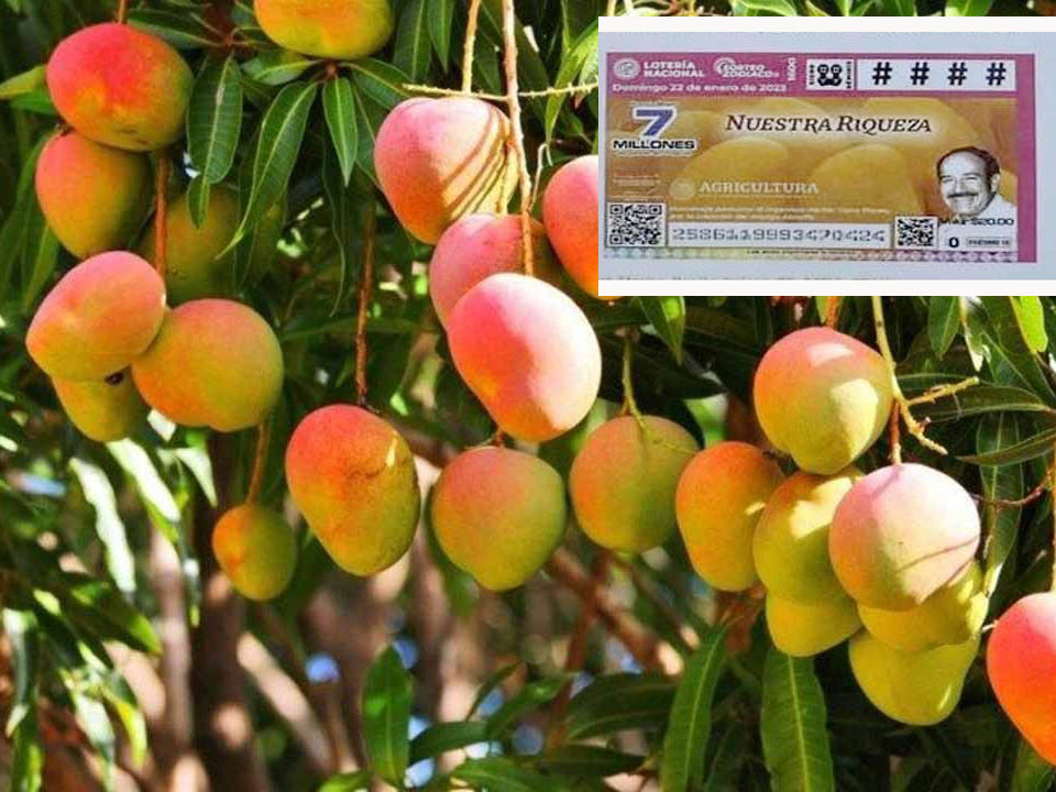 Mango Ataulfo en billetes de lotería - Diario de Chiapas