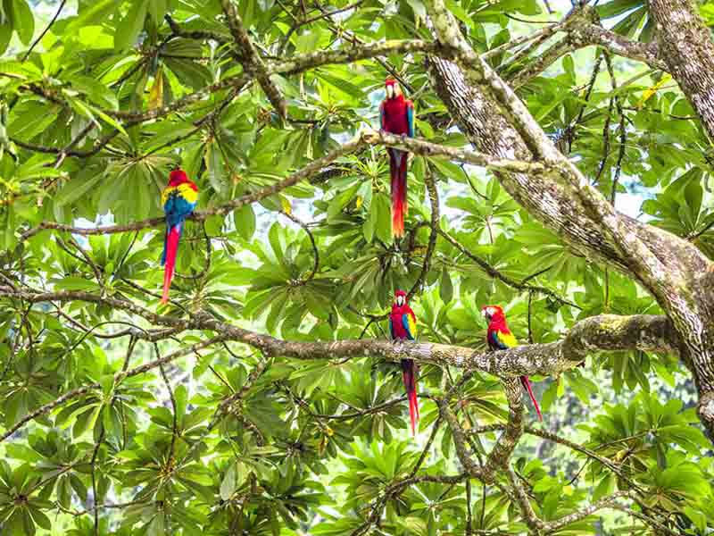 Atracción de aves en Chiapas - Diario de Chiapas