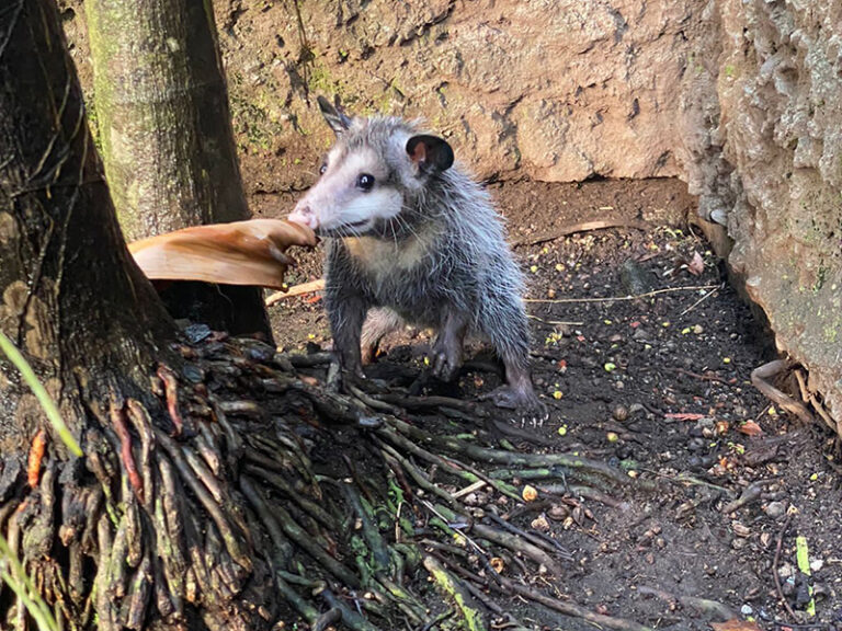 Tlacuache: único marsupial de - Diario de Chiapas