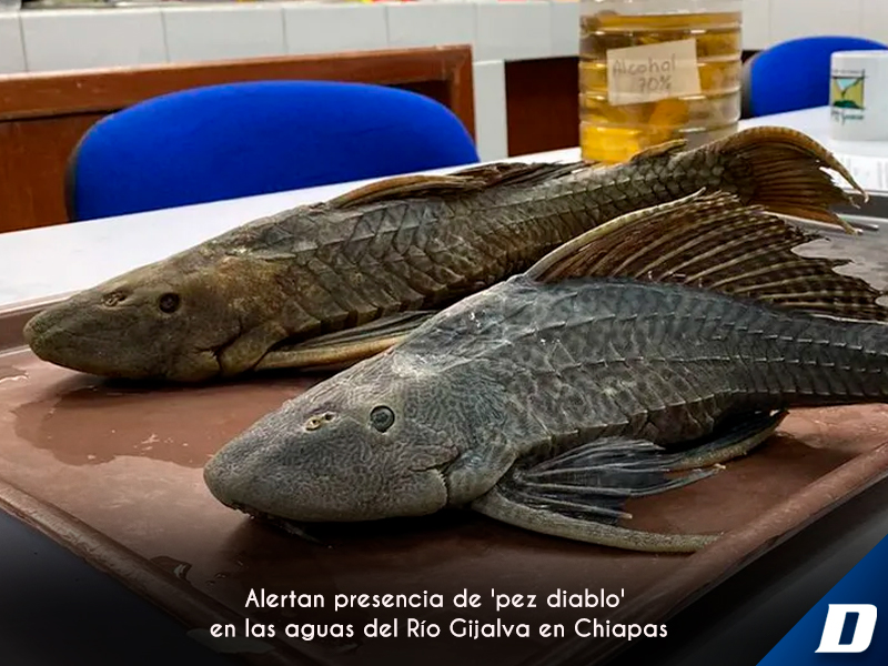 Alertan presencia de 'pez diablo' en las aguas del Río Gijalva en ...