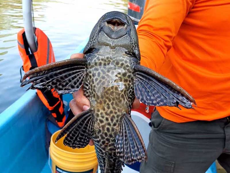 Pez Diablo: Una especie invasora - Diario de Chiapas