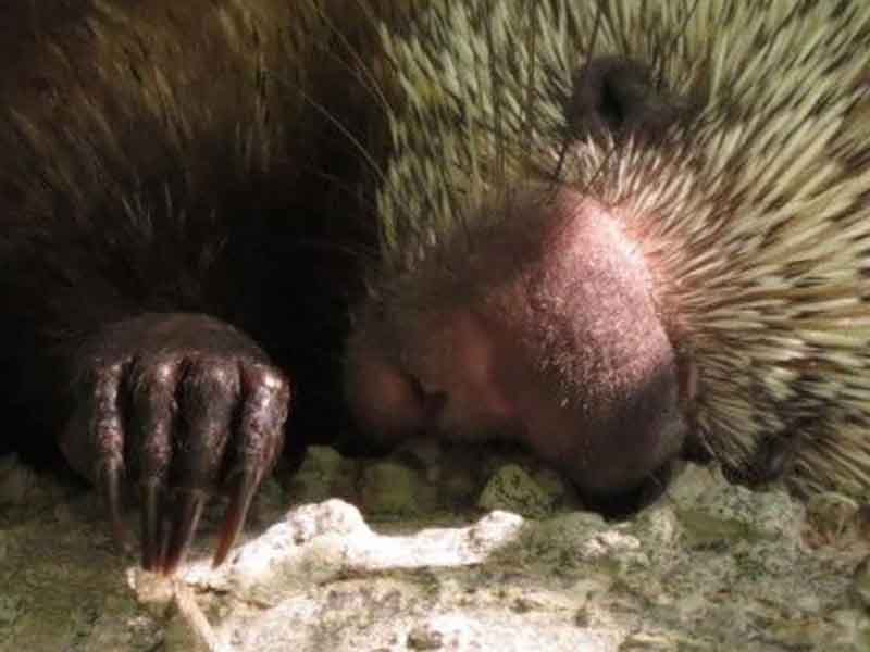 Puercoespines: los rastafaris de la naturaleza - Diario de Chiapas
