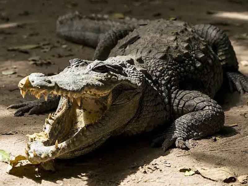 Trabajan en conservar el cocodrilo - Diario de Chiapas