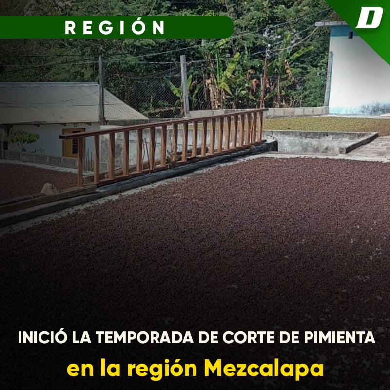Inició la temporada de corte de pimienta en la región Mezcalapa ...
