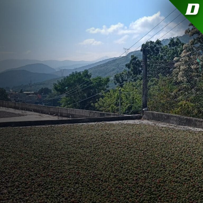 Inició la temporada de corte de pimienta en la región Mezcalapa ...