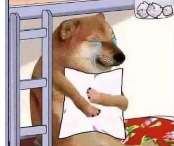 Murió Cheems, el perrito que nos hace llorar de la risa con sus memes ...