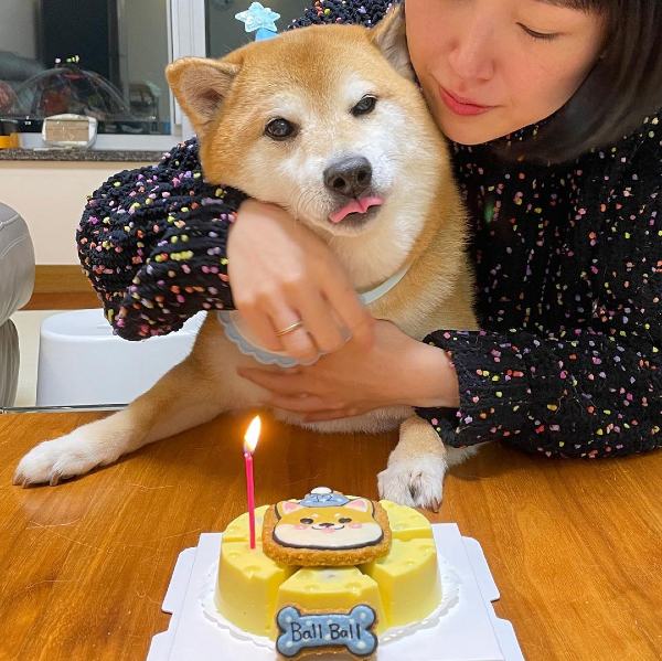 Murió Cheems, el perrito que nos hace llorar de la risa con sus memes ...