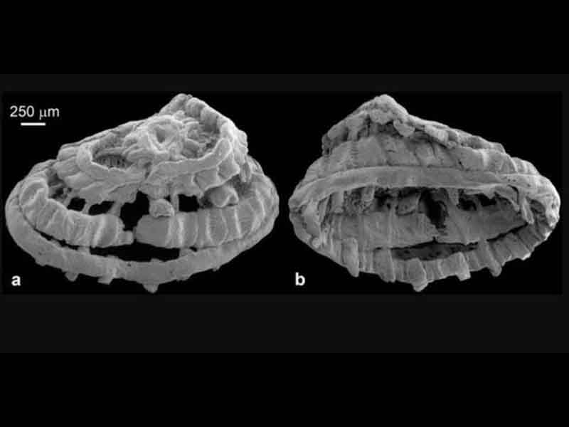 Músculos preservados en microfósiles de 535 millones de años - Diario ...