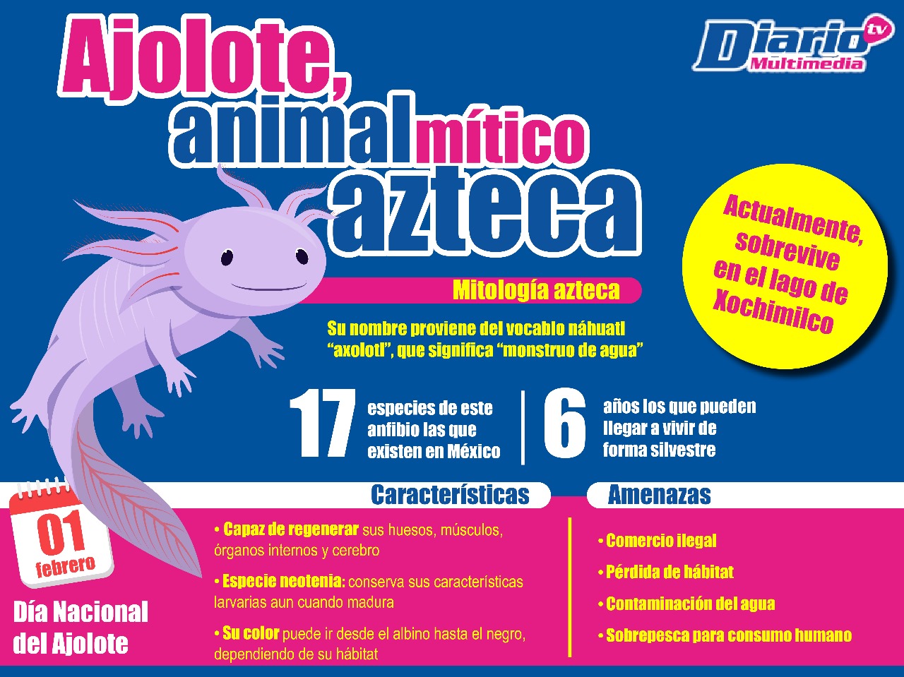 #Efeméride | Día Nacional del Ajolote - Diario de Chiapas