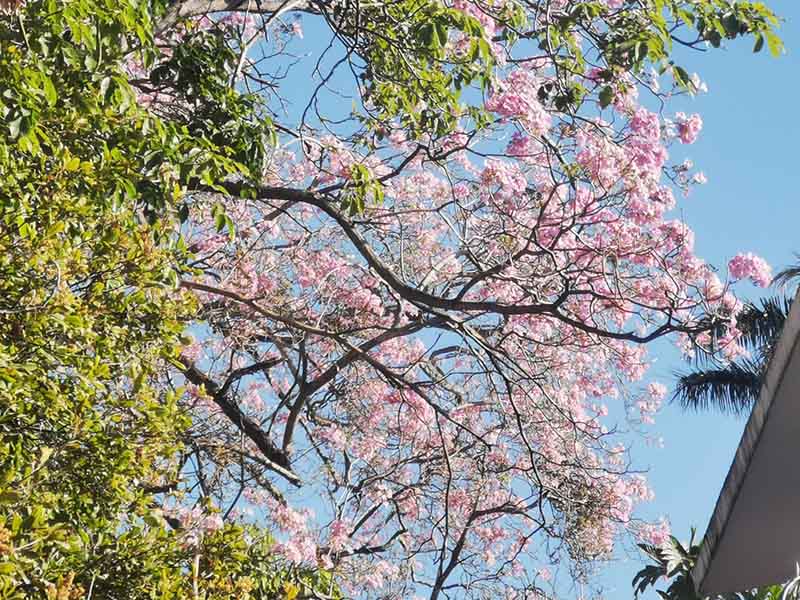 Flor de cuchunúc, aprenda a comerla sin riesgos - Diario de Chiapas