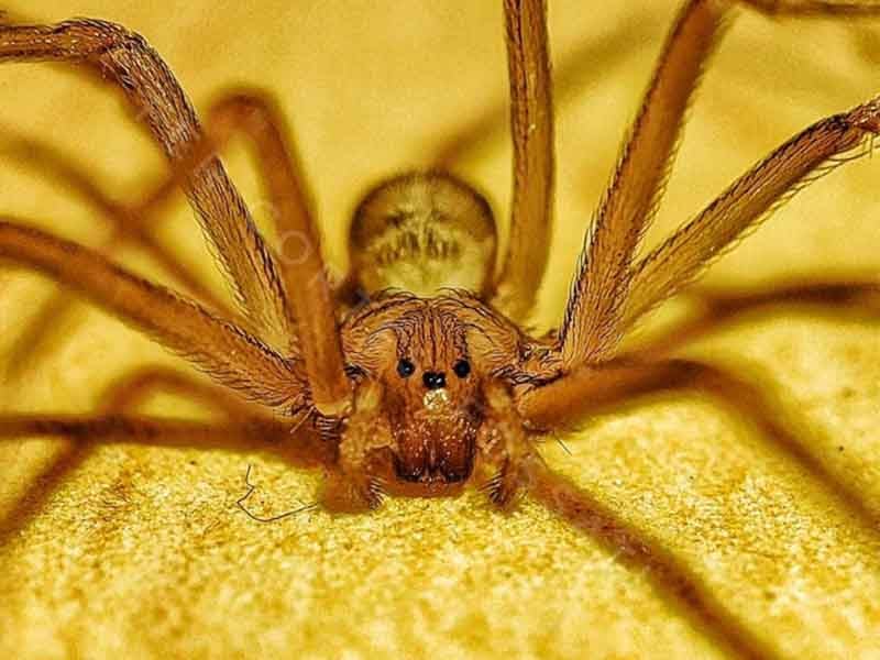¿Cómo hacer una trampa para atrapar a la araña violinista? - Diario de ...