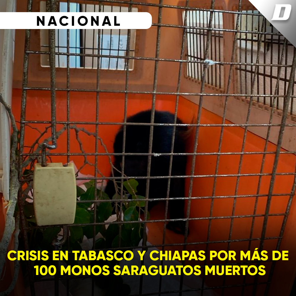 Crisis en Tabasco y Chiapas por más de 100 monos saraguatos muertos ...