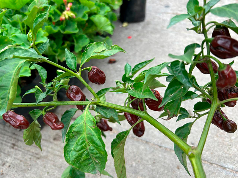 Chile habanero chocolate,un tesoro de Berriozábal - Diario de Chiapas