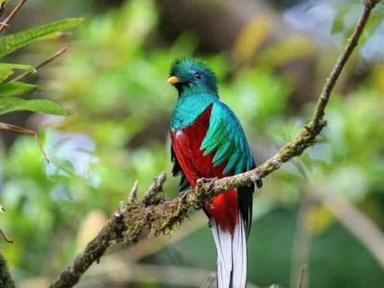 Quetzal murió por un susto - Diario de Chiapas