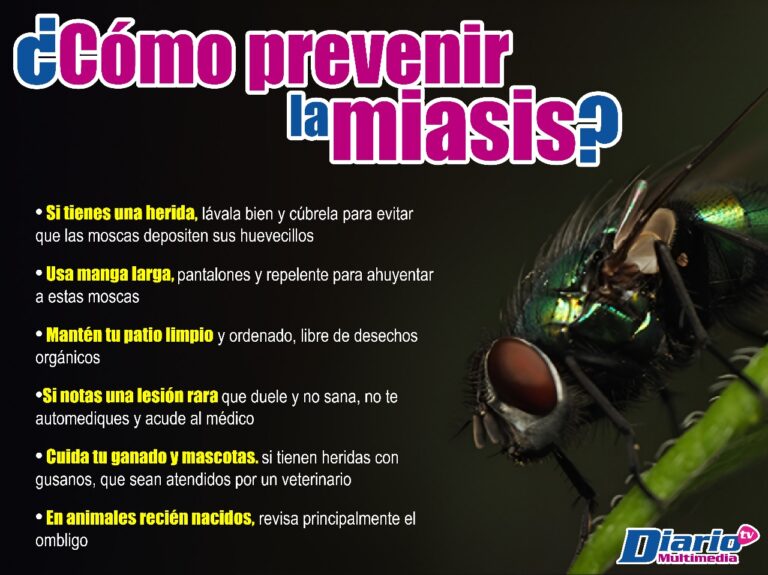 ¿Conoces la miasis? - Diario de Chiapas