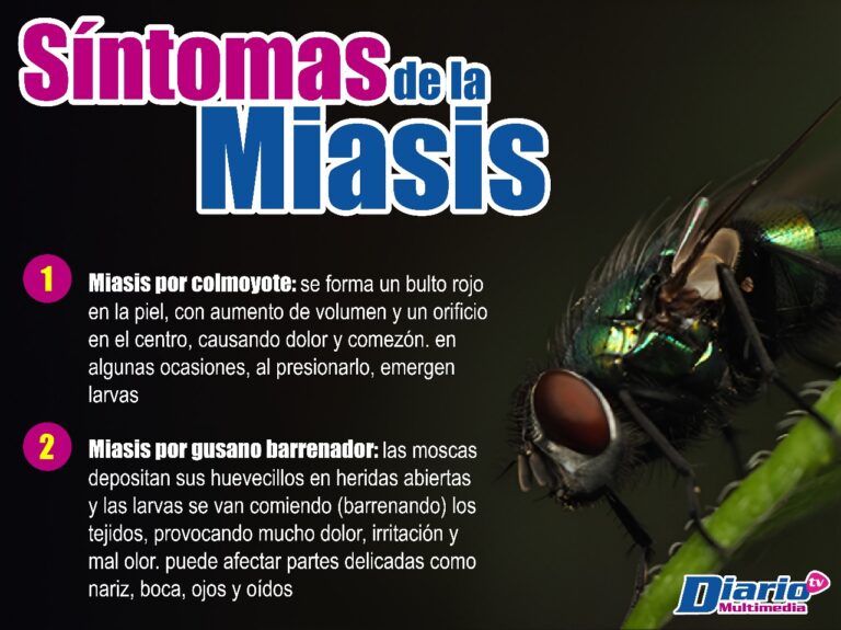 ¿Conoces la miasis? - Diario de Chiapas