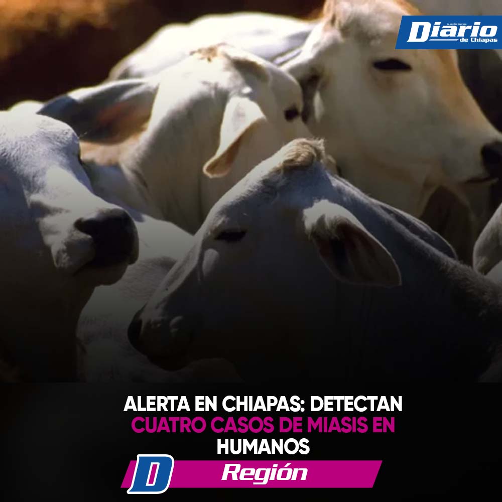Alerta en Chiapas: detectan cuatro casos de miasis en humanos - Diario ...