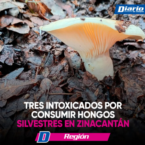 Tres intoxicados por consumir hongos silvestres en Zinacantán - Diario de Chiapas