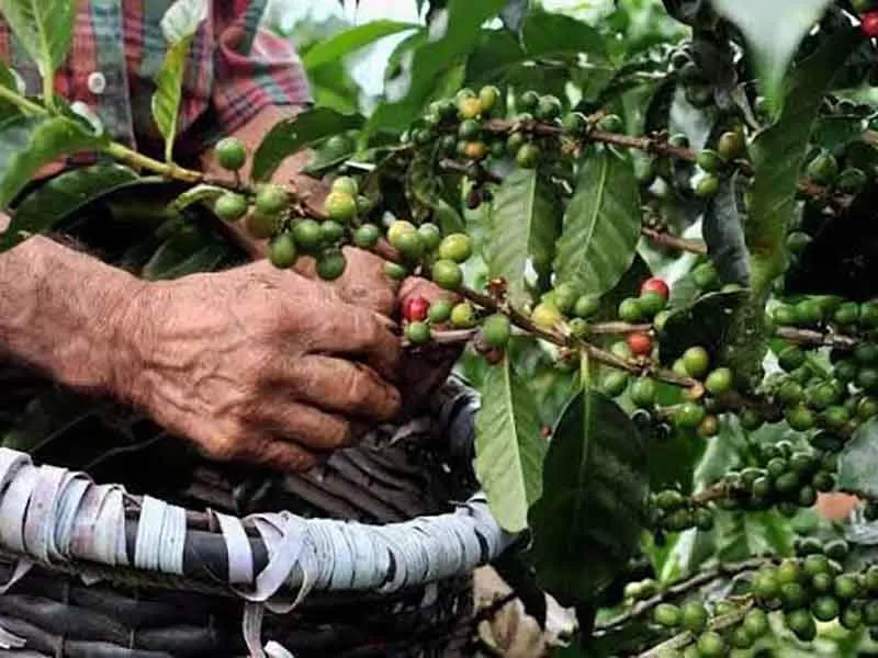 Por lluvias, cosecha de café en riesgo - Diario de Chiapas