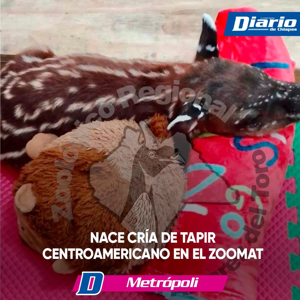 Nace cría de tapir centroamericano en el ZooMAT - Diario de Chiapas