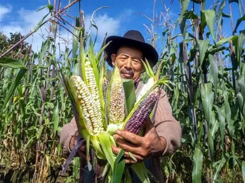 Maíz nativo de México - Diario de Chiapas