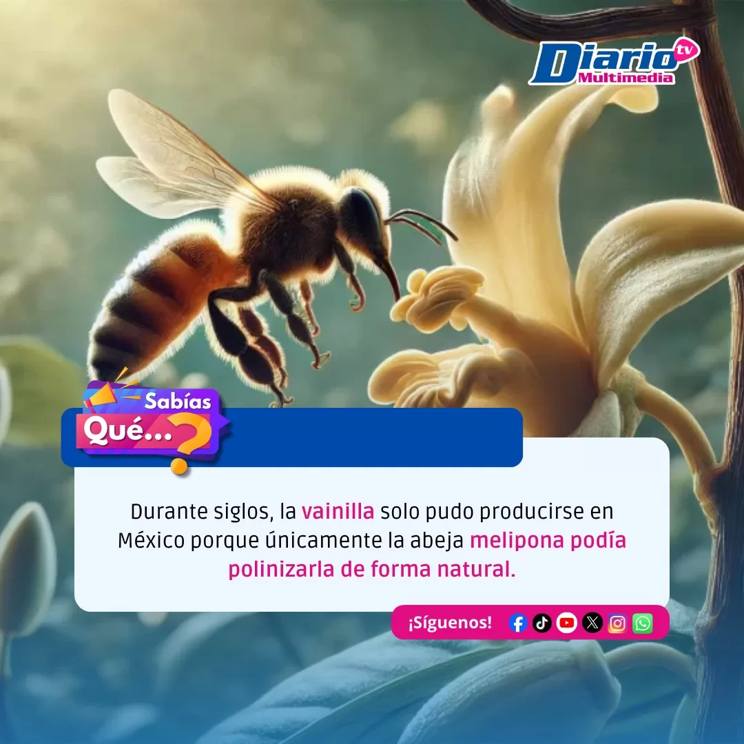 🐝🤔 #SabíasQué | Durante siglos, la vainilla solo pudo producirse en ...