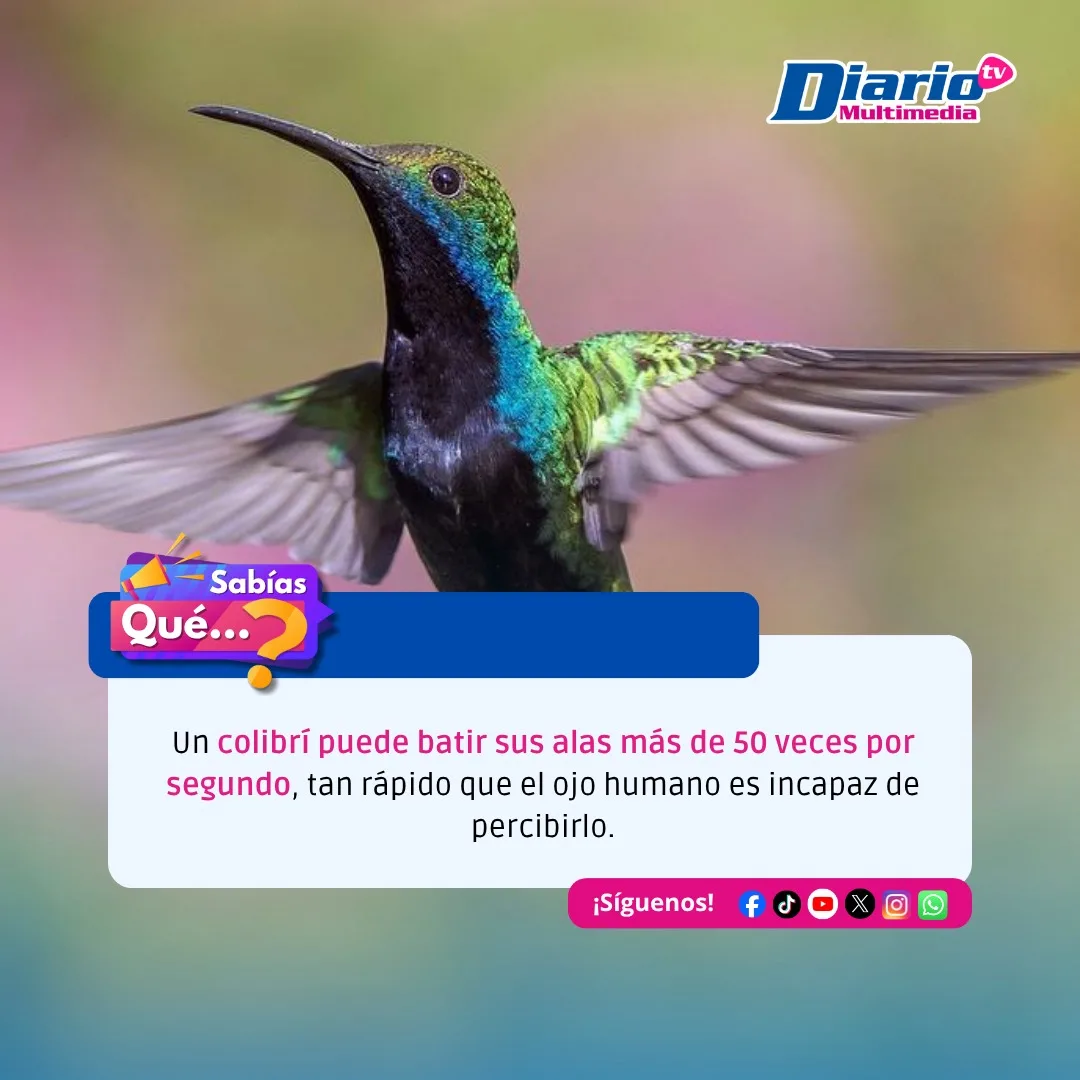 🐦‍⬛🤔 #SabíasQué | Un colibrí puede batir sus alas más de 50 veces por ...